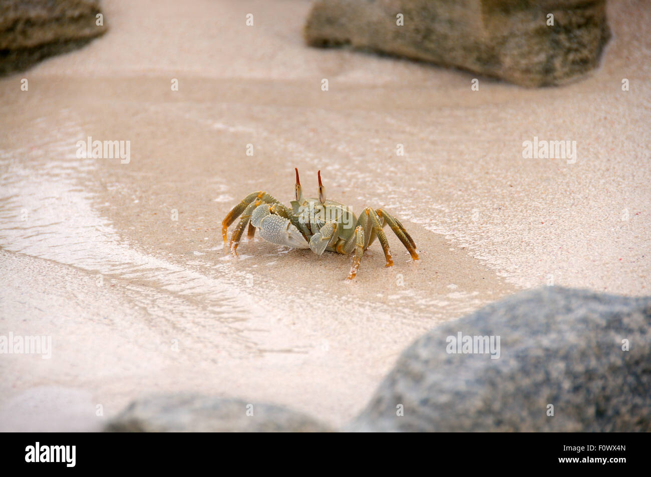 Horned ghost crabs hi-res stock photography and images - Alamy