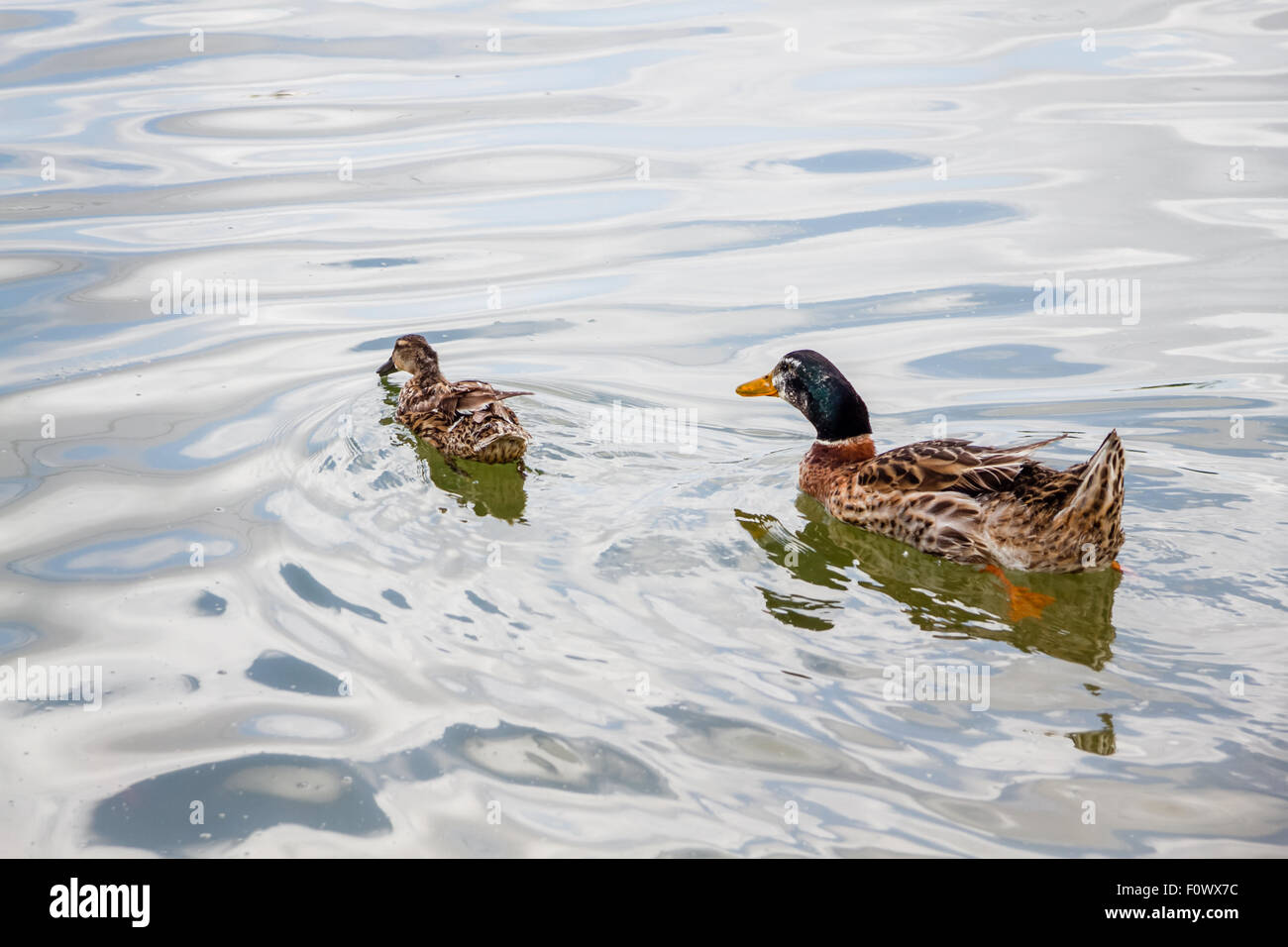 Domestic mallard hi-res stock photography and images - Alamy