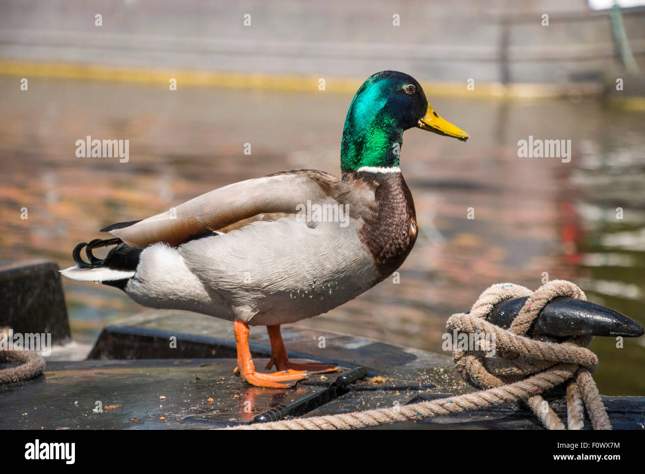 Male mallard duck drake on canal barge deck. uk Stock Photo - Alamy
