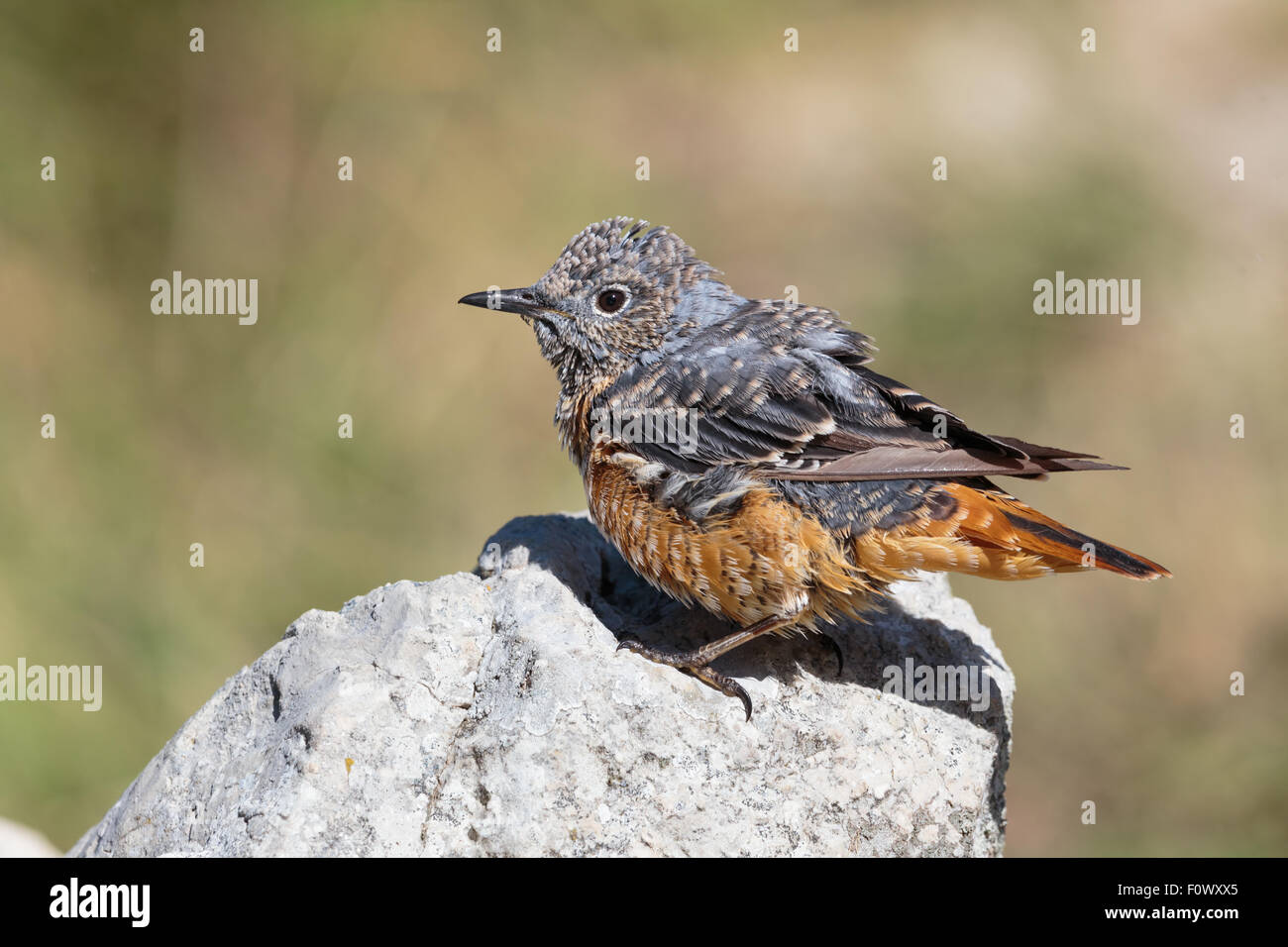 The common rock thrush (Monticola saxatilis Stock Photo - Alamy