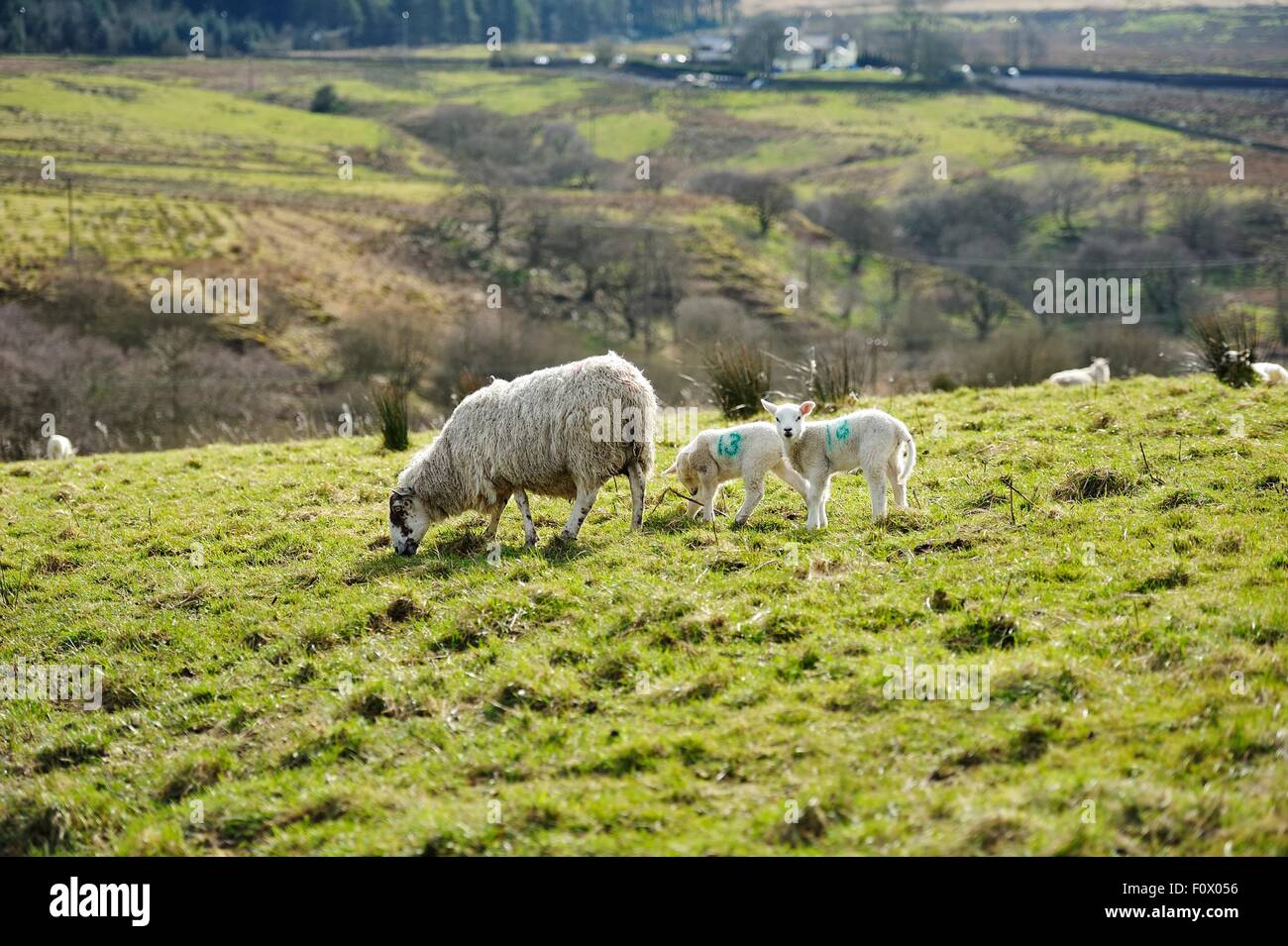 Mummy sheep hi-res stock photography and images - Alamy
