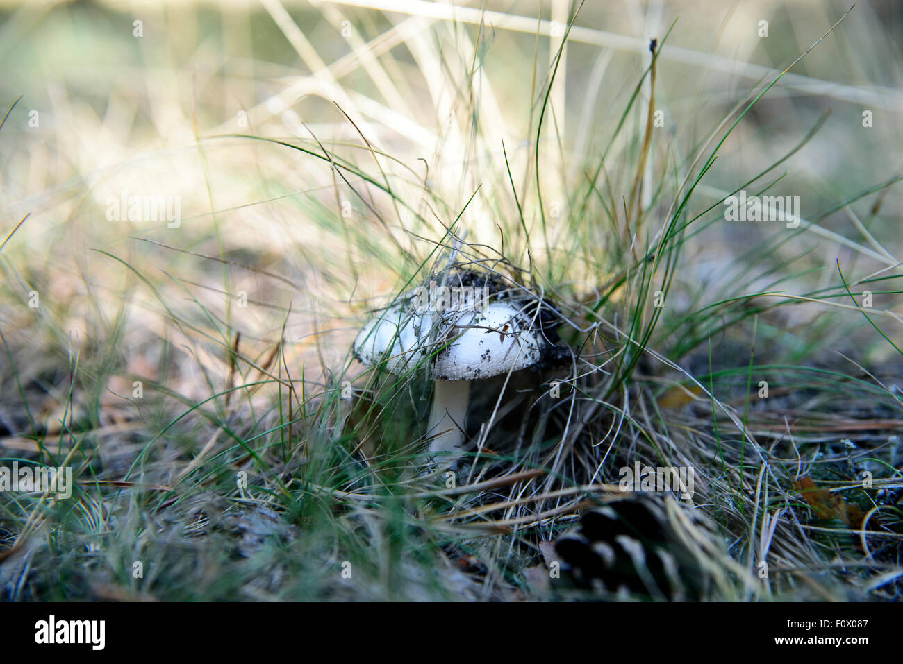 a picture of a poisonous mushroom in the wild Stock Photo - Alamy