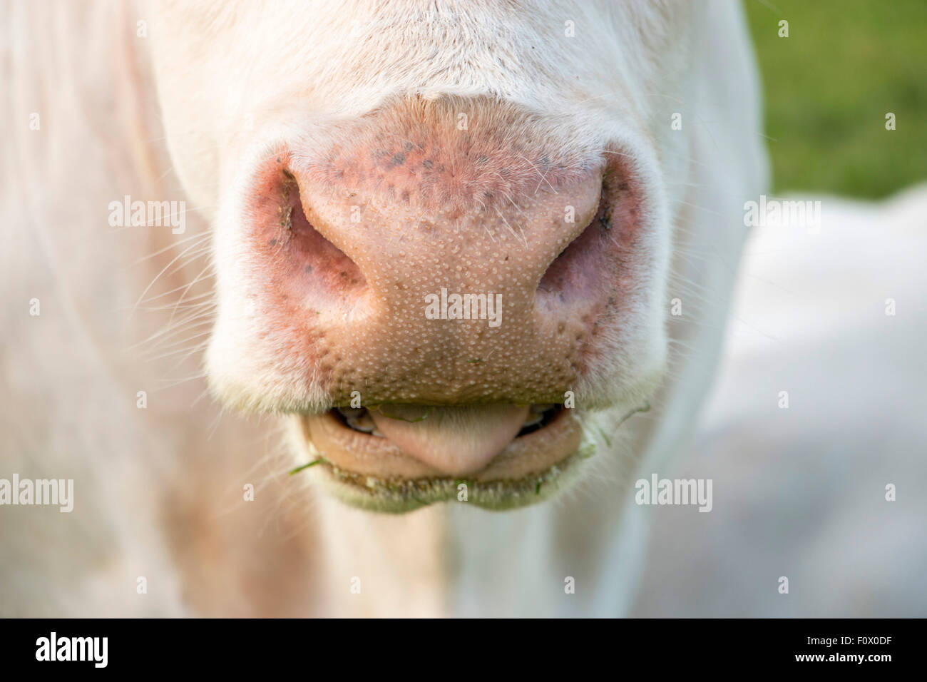 Chewing nose hi-res stock photography and images - Alamy