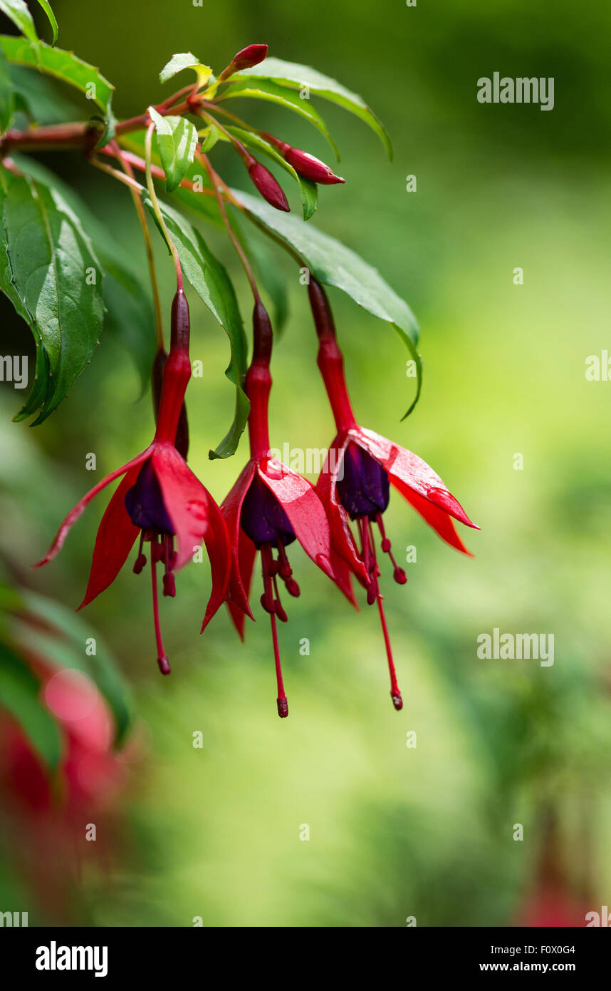 Fuchsia regia hi-res stock photography and images - Alamy
