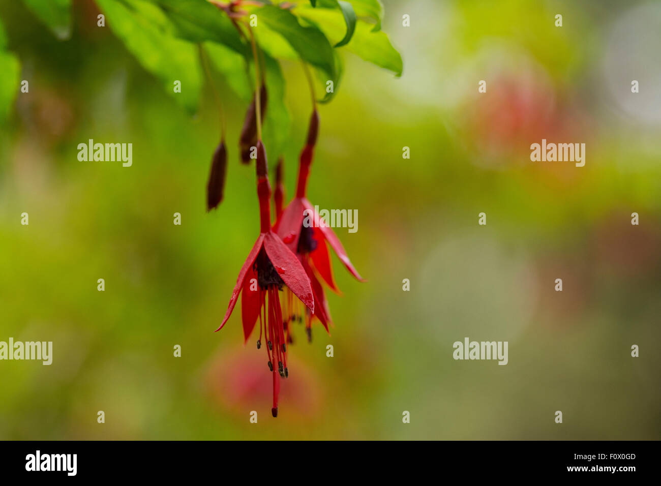 Fuchsia regia hi-res stock photography and images - Alamy