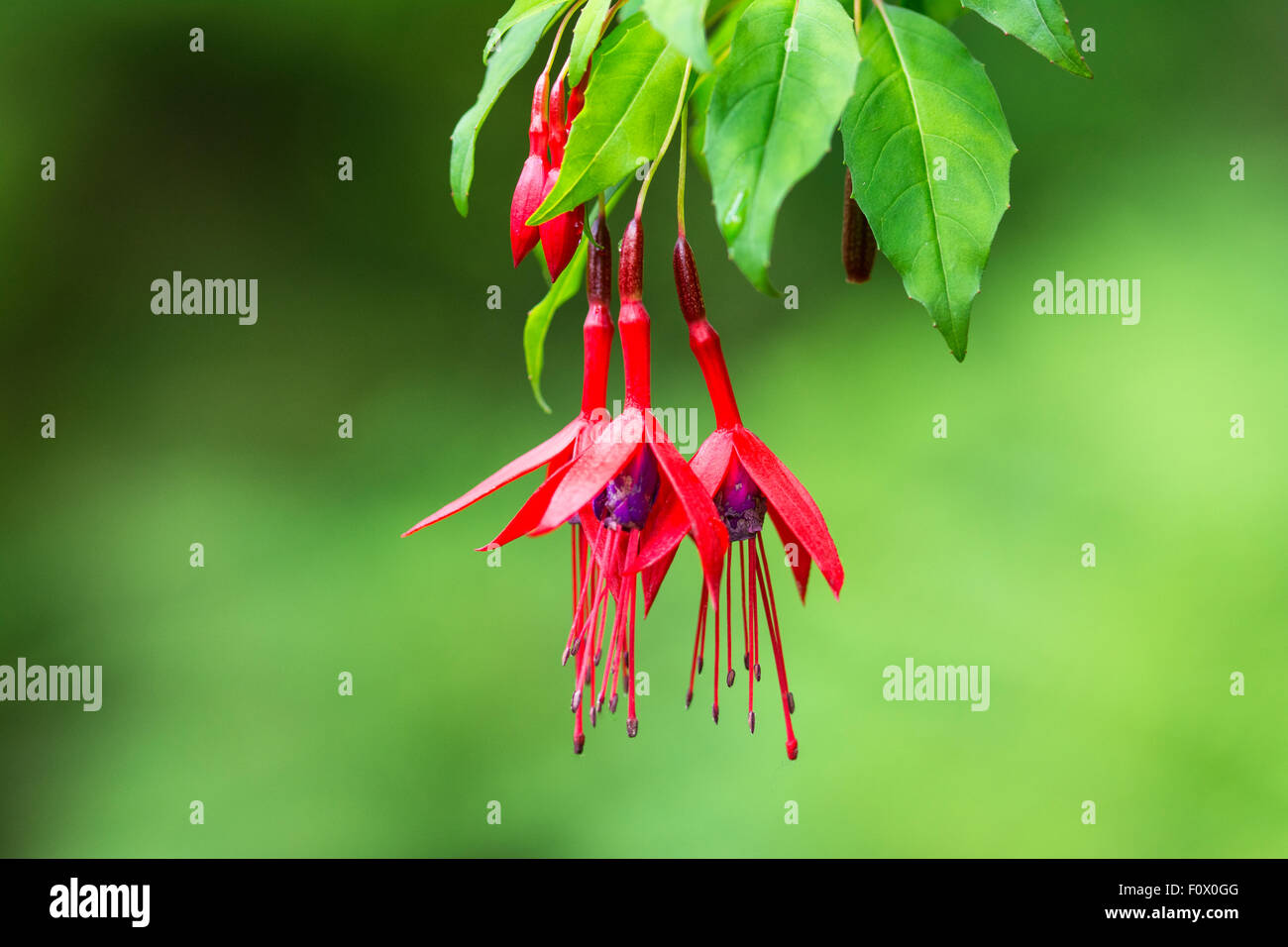 Fuchsia regia hi-res stock photography and images - Alamy