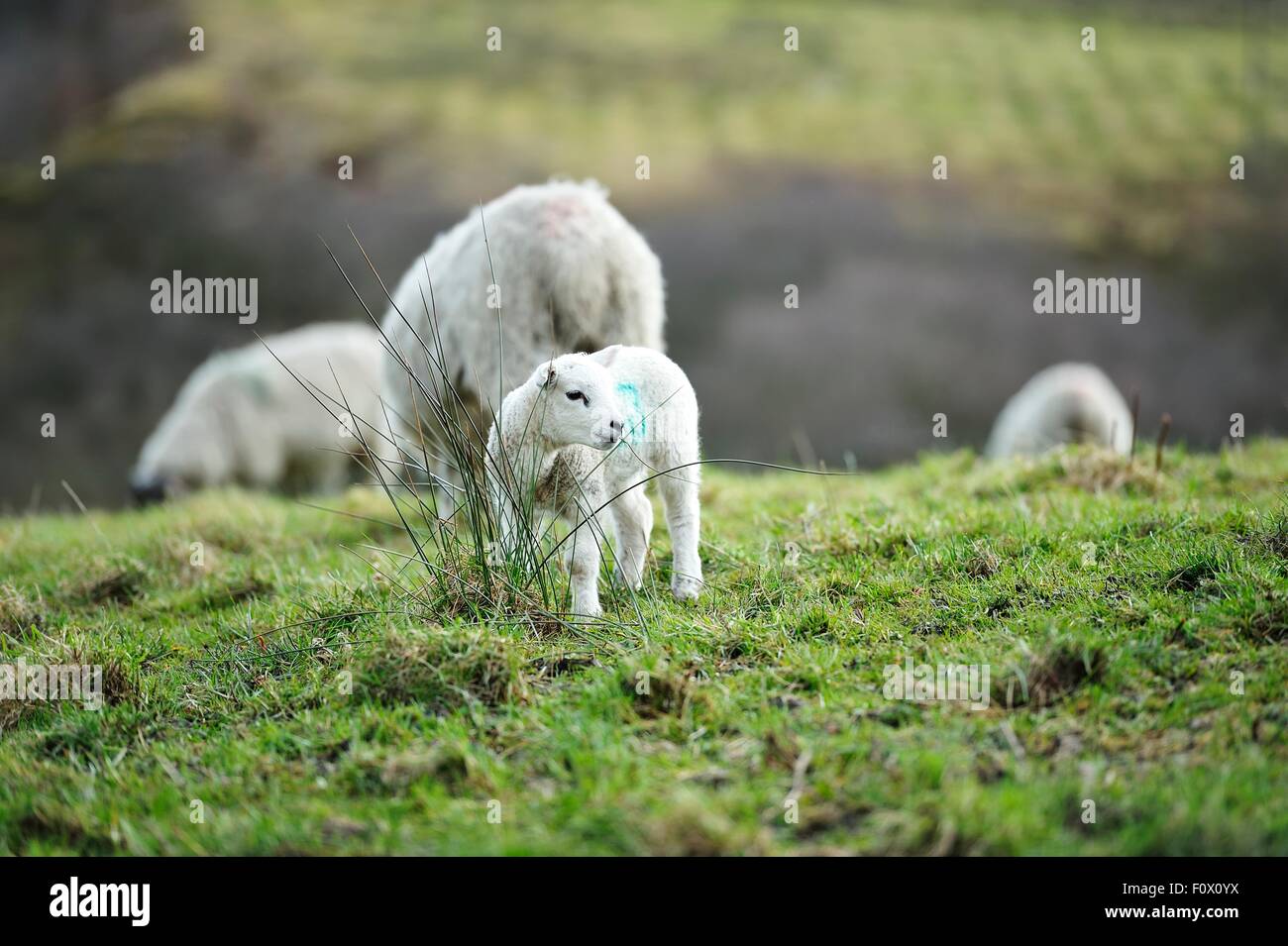 New Spring Lamb Stock Photo - Alamy