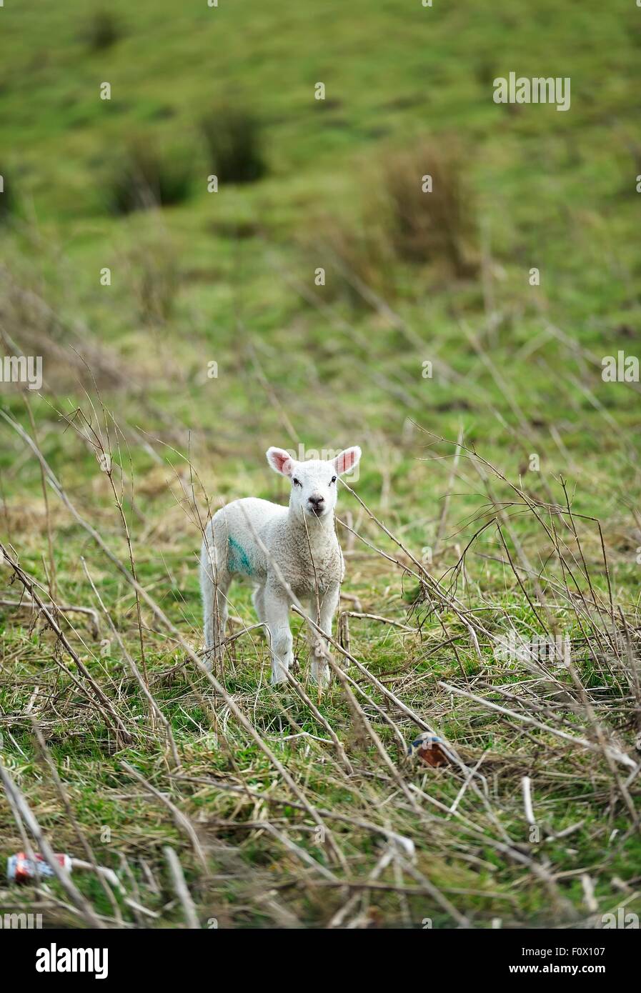 Lamb mummy hi-res stock photography and images - Alamy