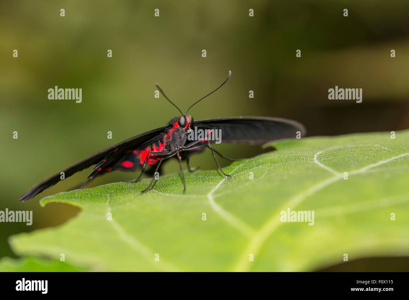 Semperi Swallowtail Butterfly Stock Photo - Alamy