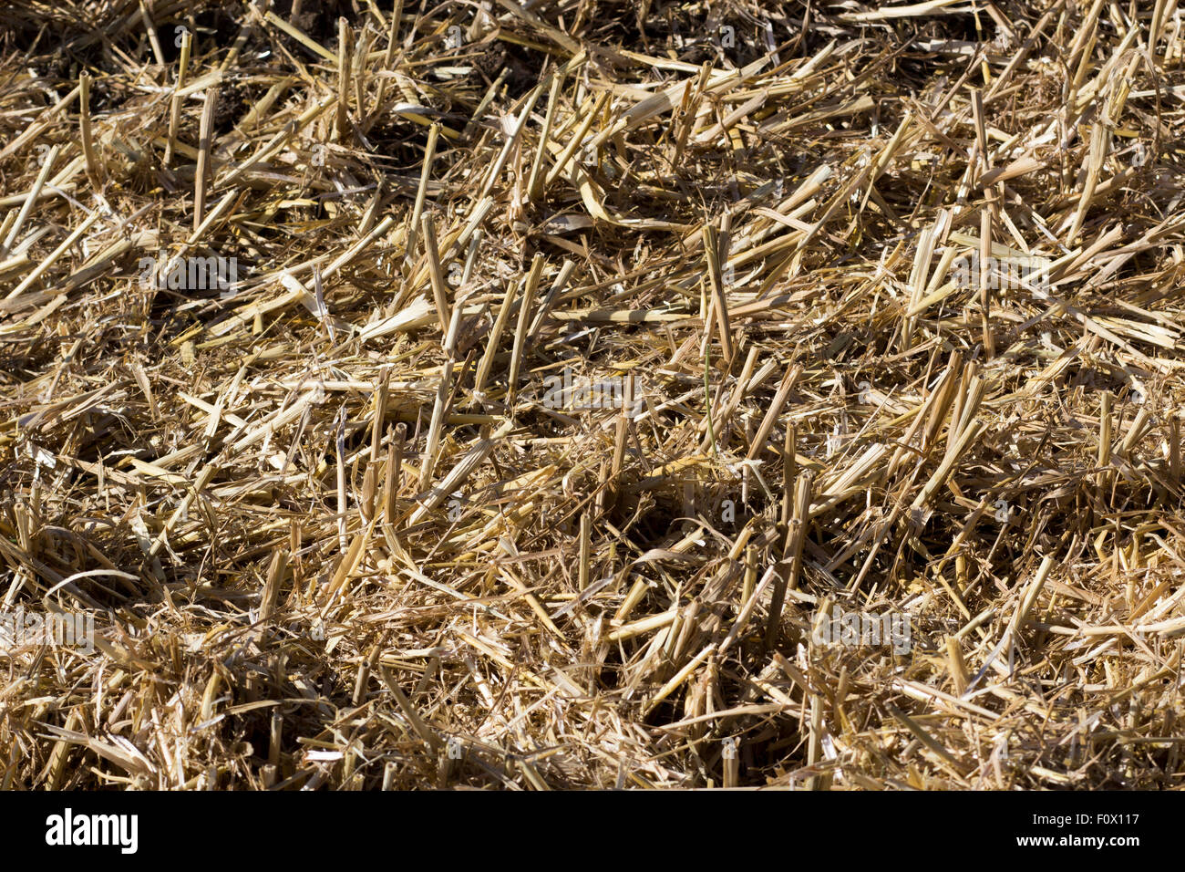 corn stubble left in field after cutting Stock Photo - Alamy