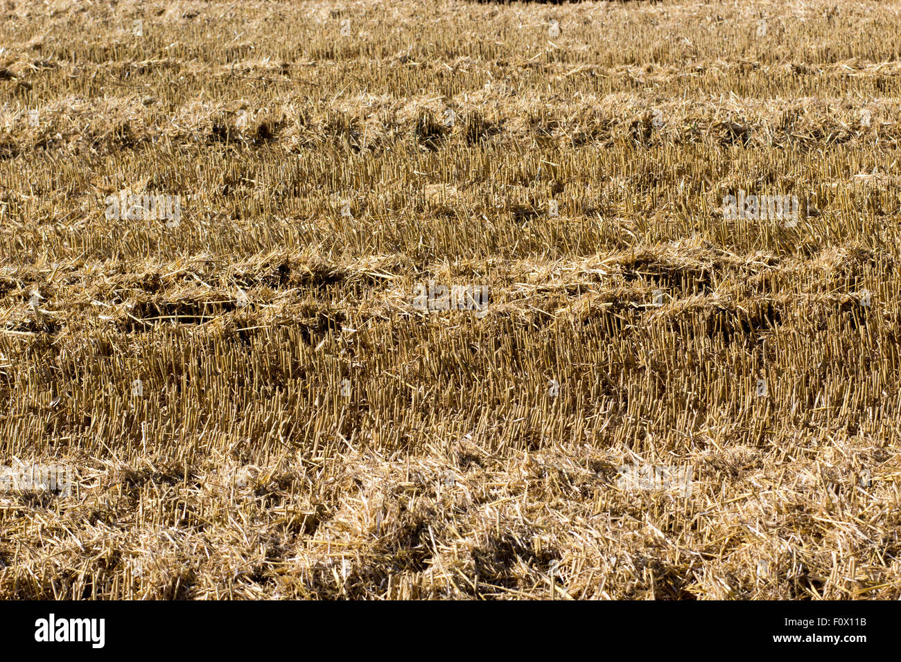 corn stubble left in field after cutting Stock Photo - Alamy