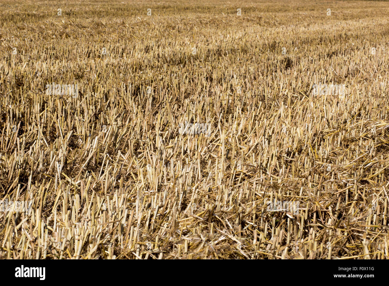 corn stubble in field after cutting Stock Photo - Alamy