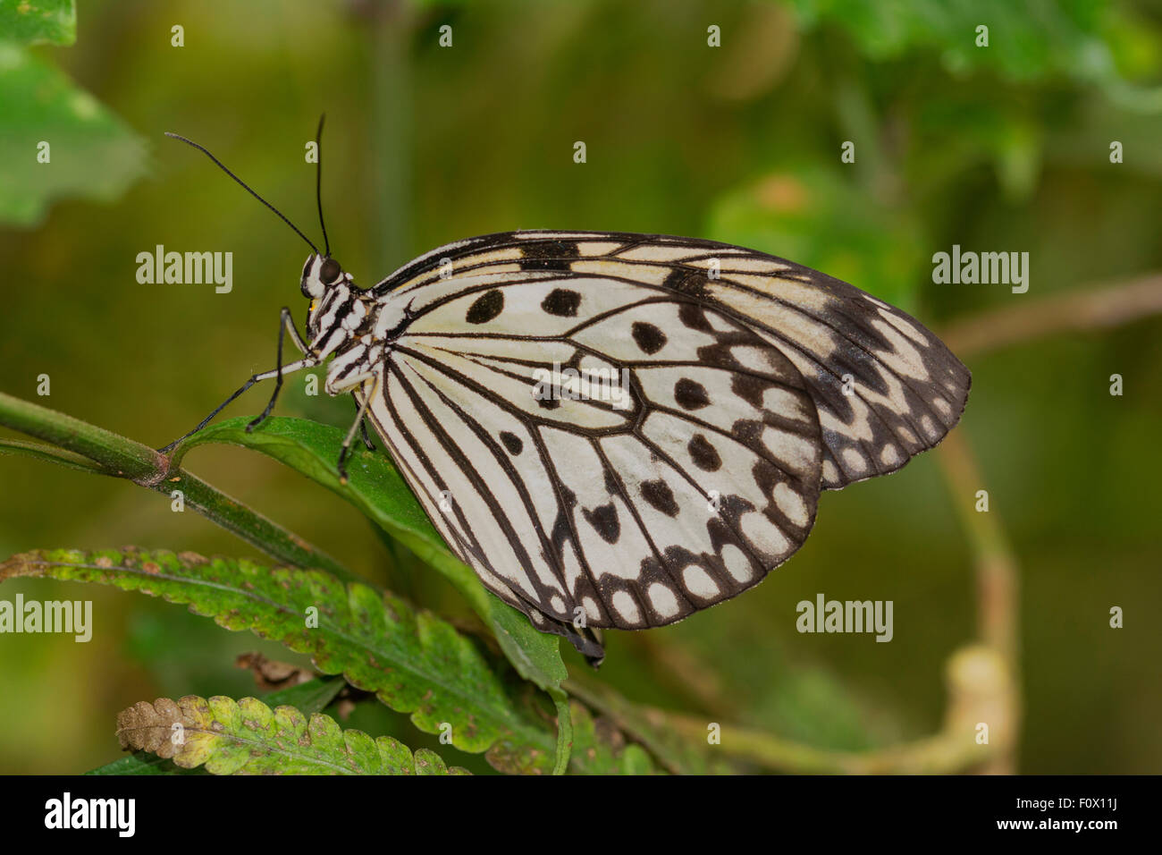 Tree Nymph Butterfly Stock Photo - Alamy