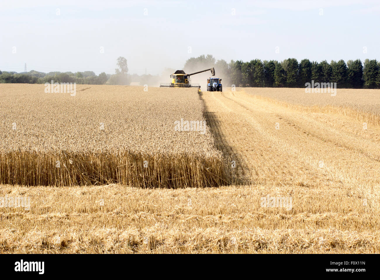 Combine Harvester Cutting Corn Crop High Resolution Stock Photography ...