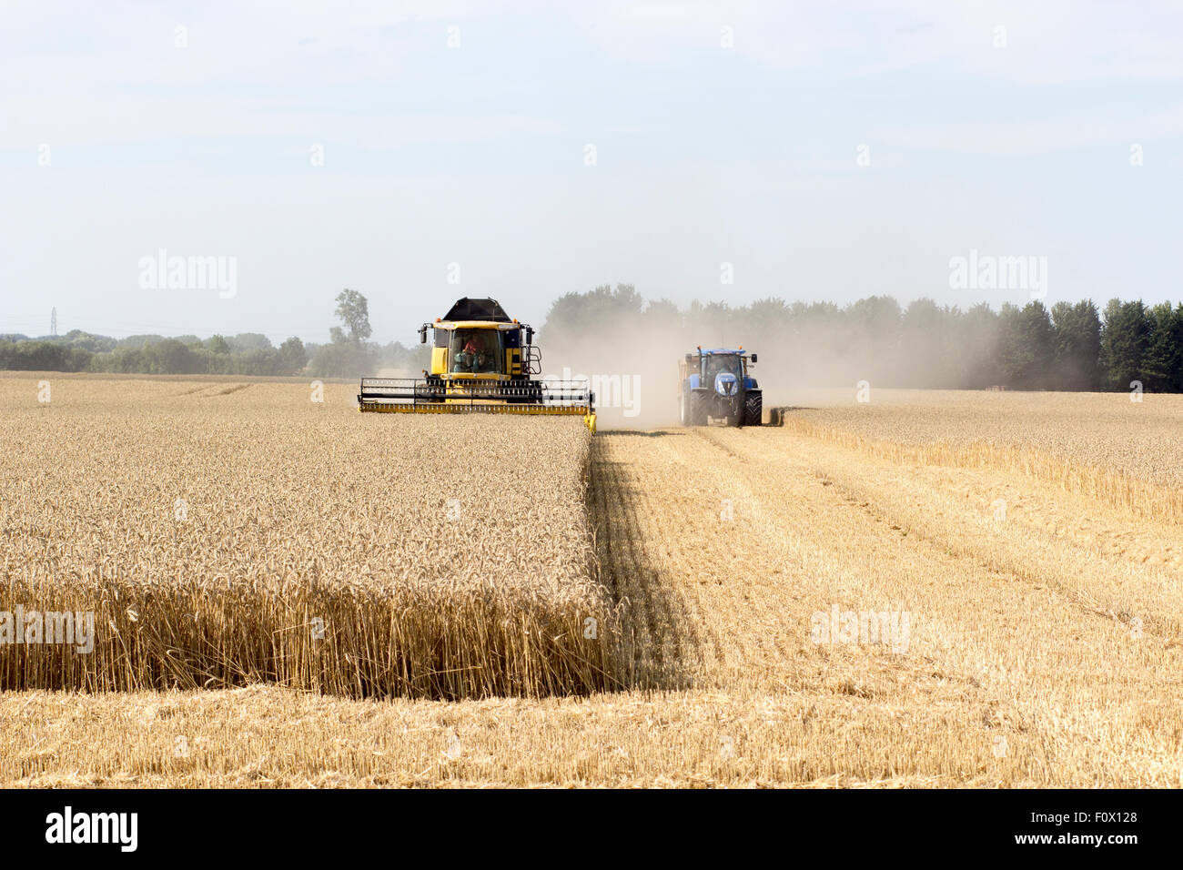 Combine Harvester cutting corn in field Stock Photo - Alamy
