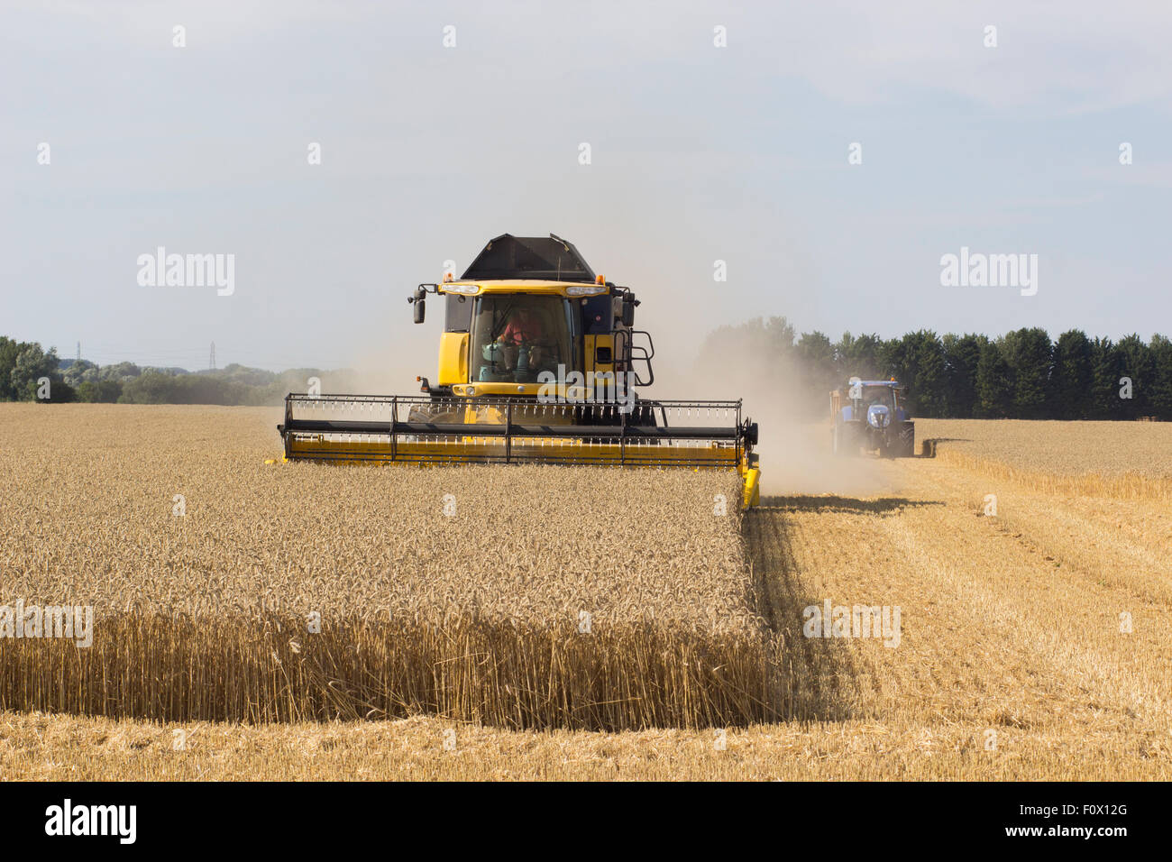 Combine Harvester cutting corn in field Stock Photo - Alamy