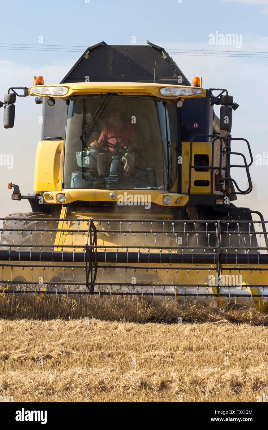 Combine Harvester cutting corn in field Stock Photo - Alamy