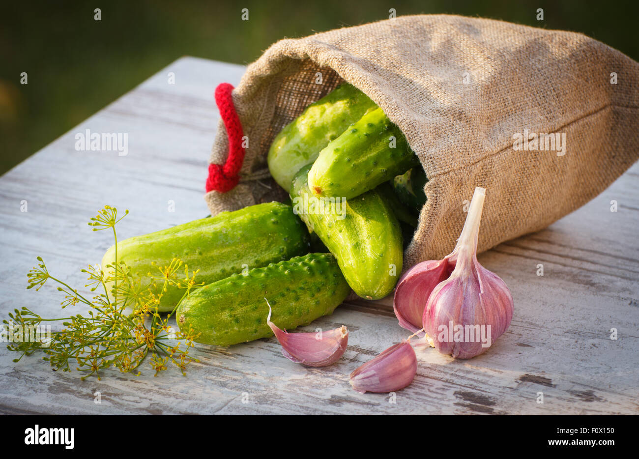 Ripe cucumbers in jute bag, fresh garlic and dill on old white wooden ...