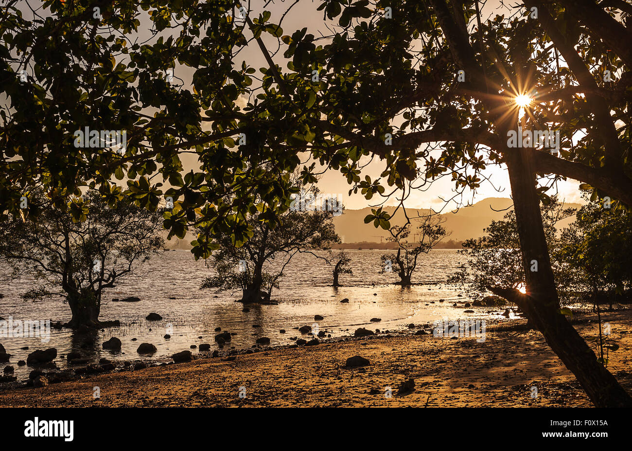 Trees with sunset in the sea, Phuket Thailand Stock Photo - Alamy
