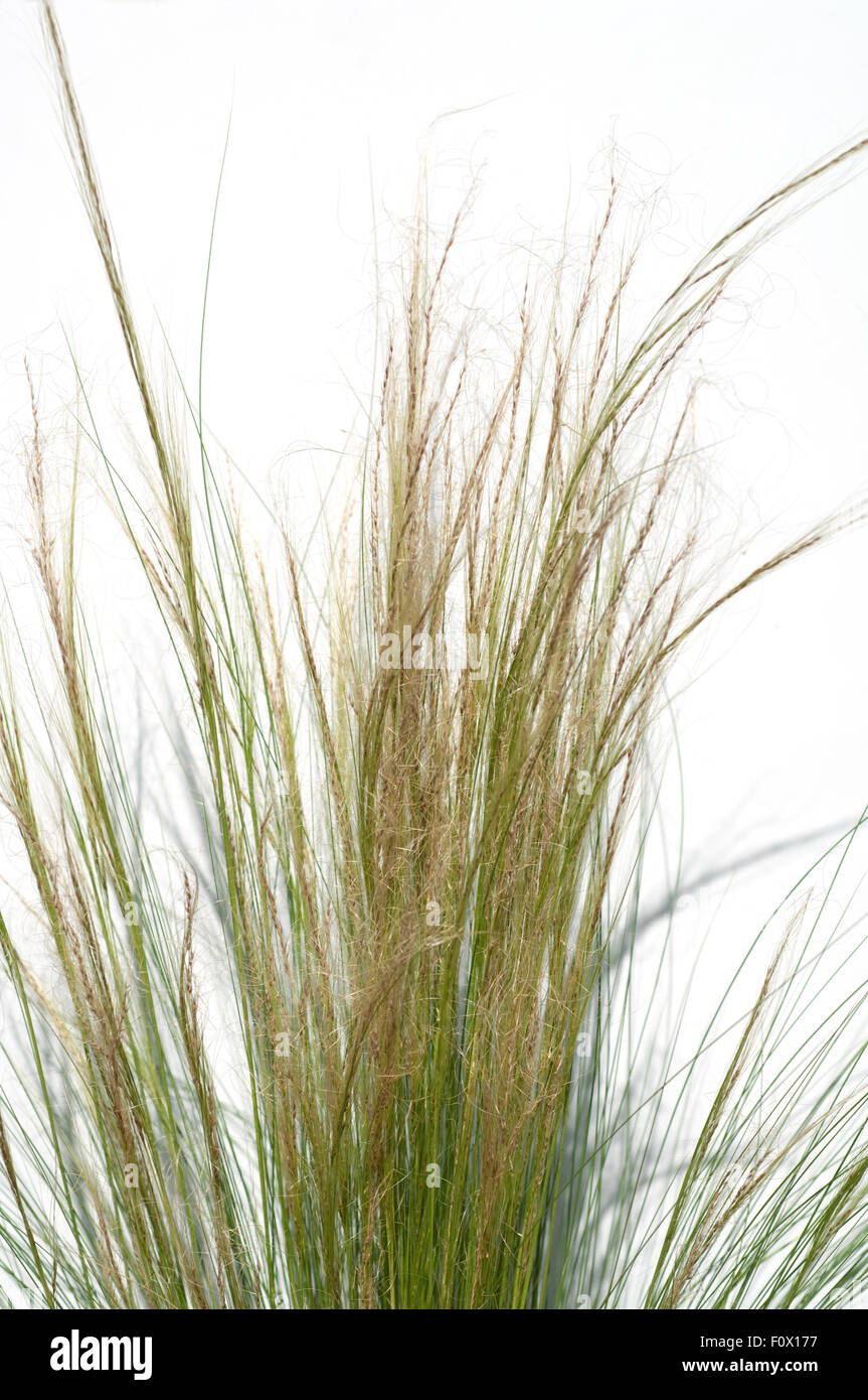 federgras, Stipa, tenuifolia, Zartes Stock Photo - Alamy