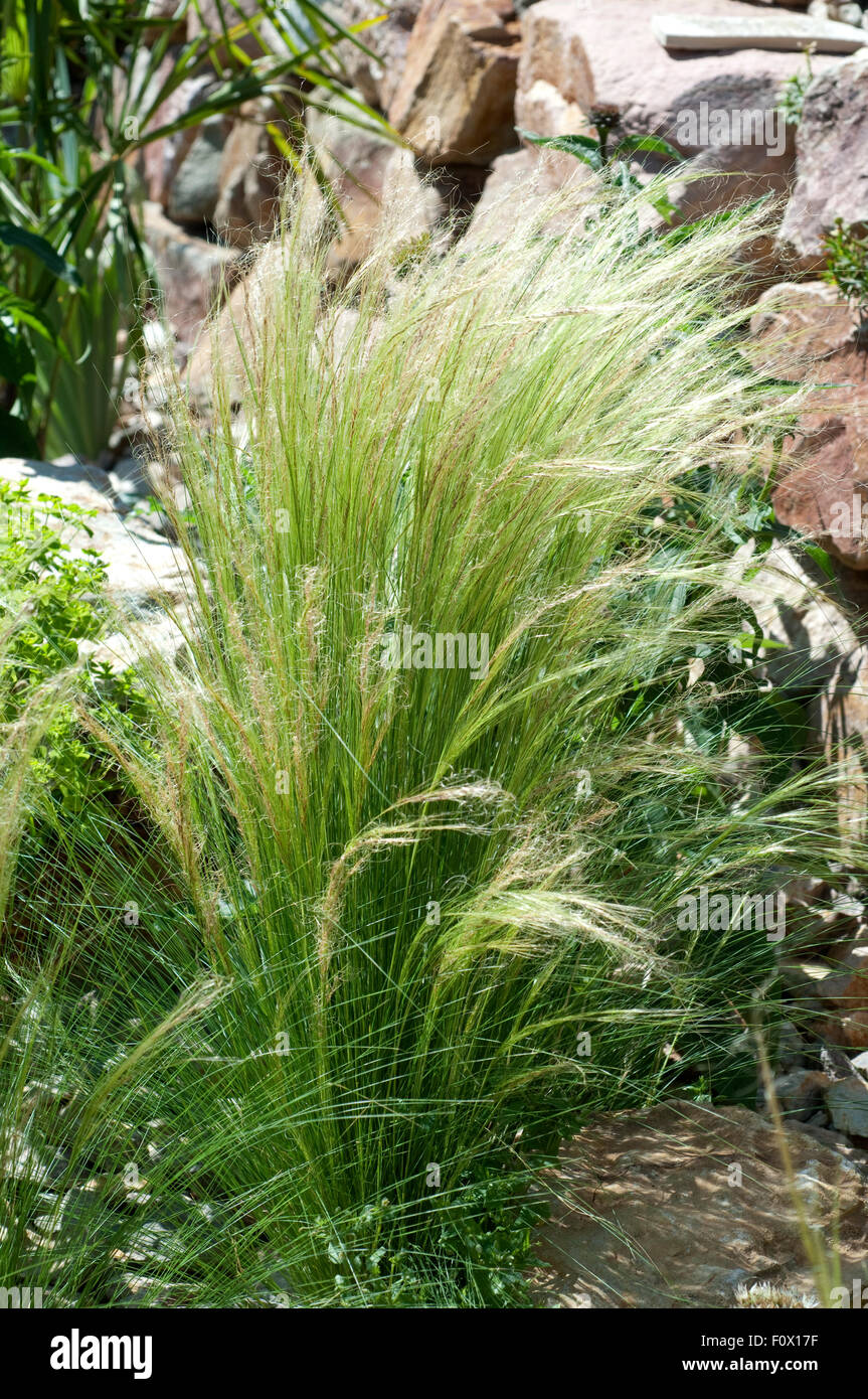 federgras, Stipa, tenuifolia, Zartes Stock Photo - Alamy