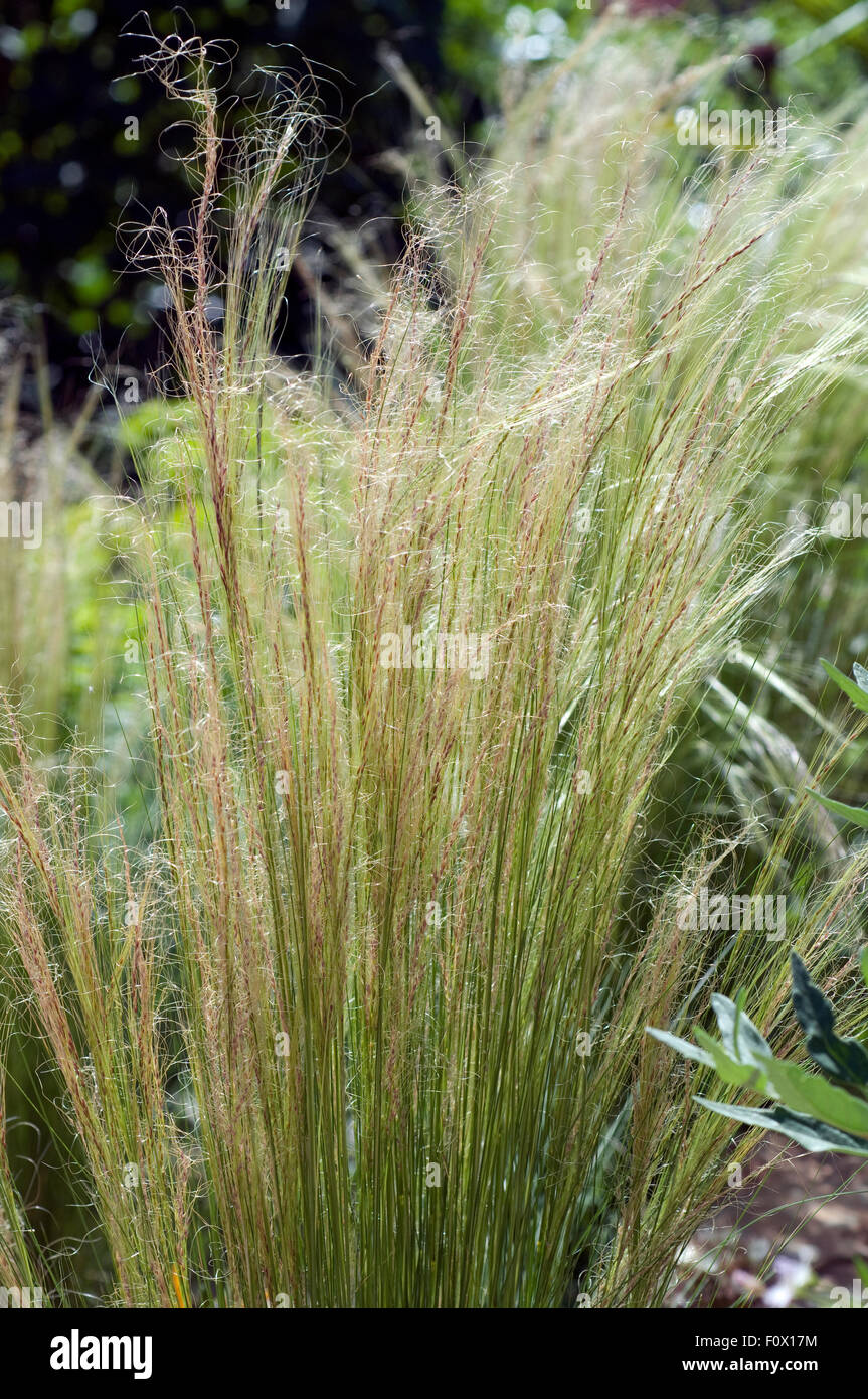 Angel hair grass stipa tenuissima hi-res stock photography and images ...