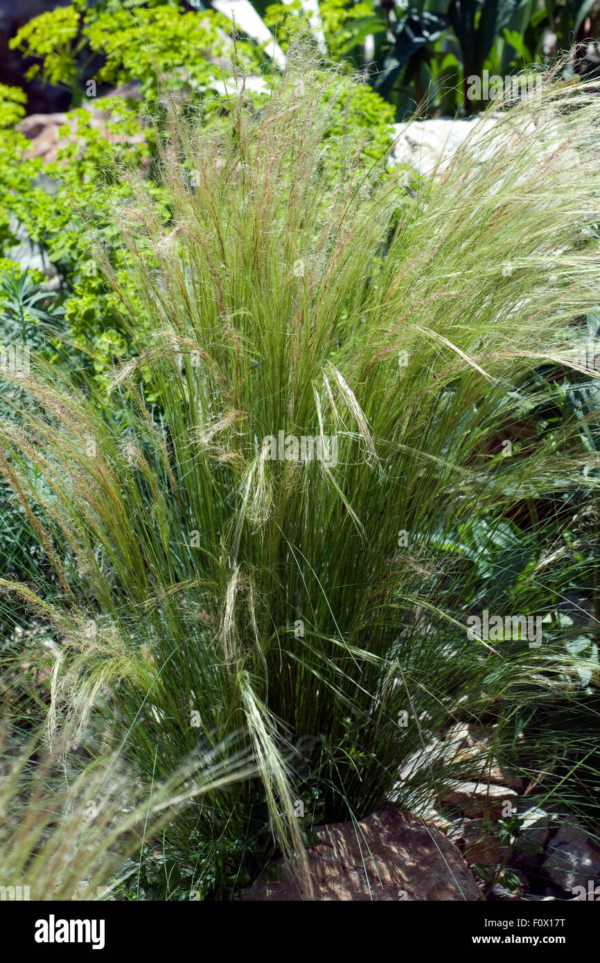 Angel hair grass stipa tenuissima hi-res stock photography and images ...