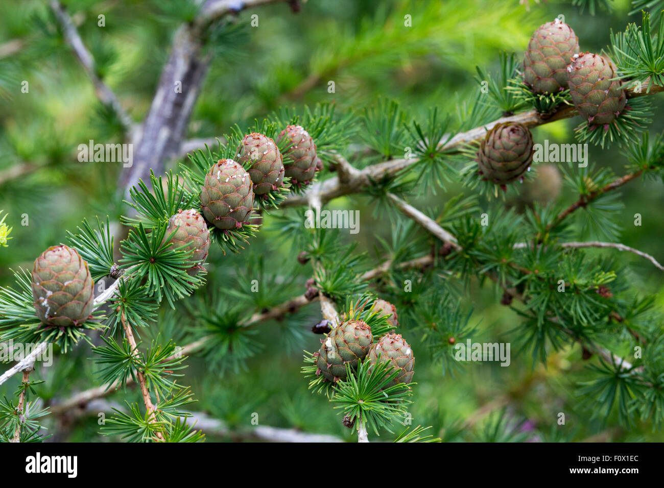 Budding cones hi-res stock photography and images - Alamy
