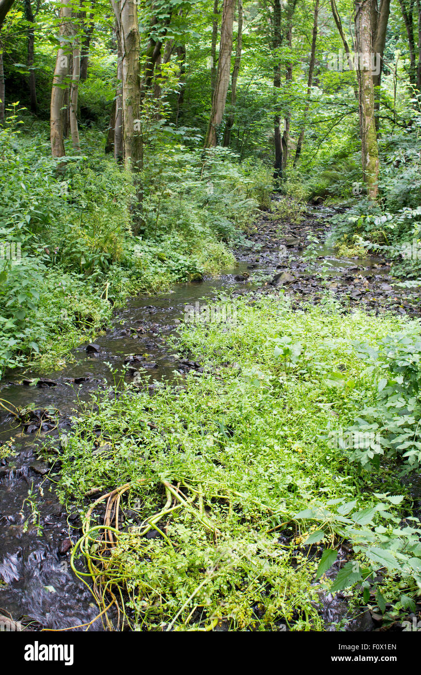 Stream running through forest Stock Photo - Alamy