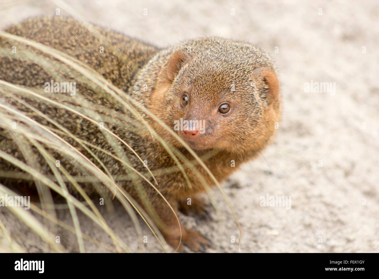 Mongoose hair hi-res stock photography and images - Alamy