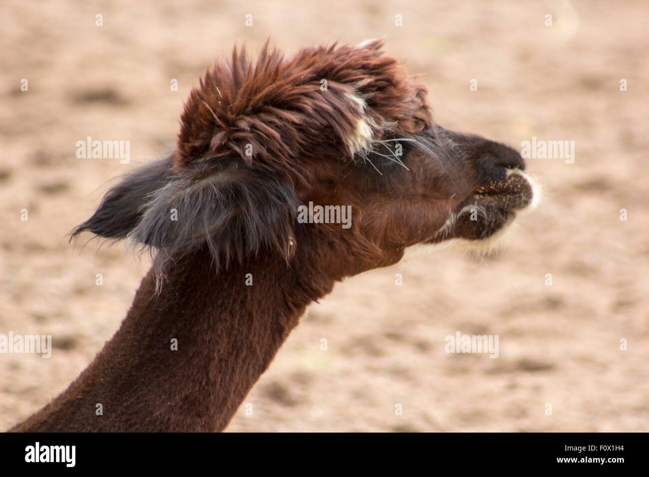 Cace hi-res stock photography and images - Alamy