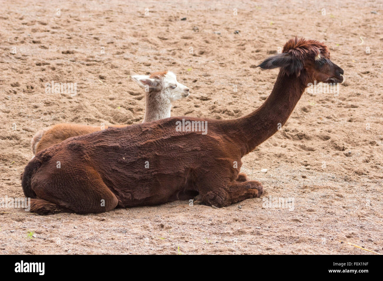 Baby llama mother hi-res stock photography and images - Alamy