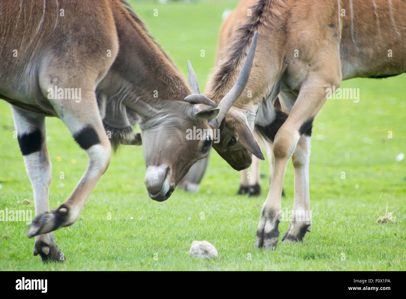 Eland Antelope fighting Stock Photo - Alamy