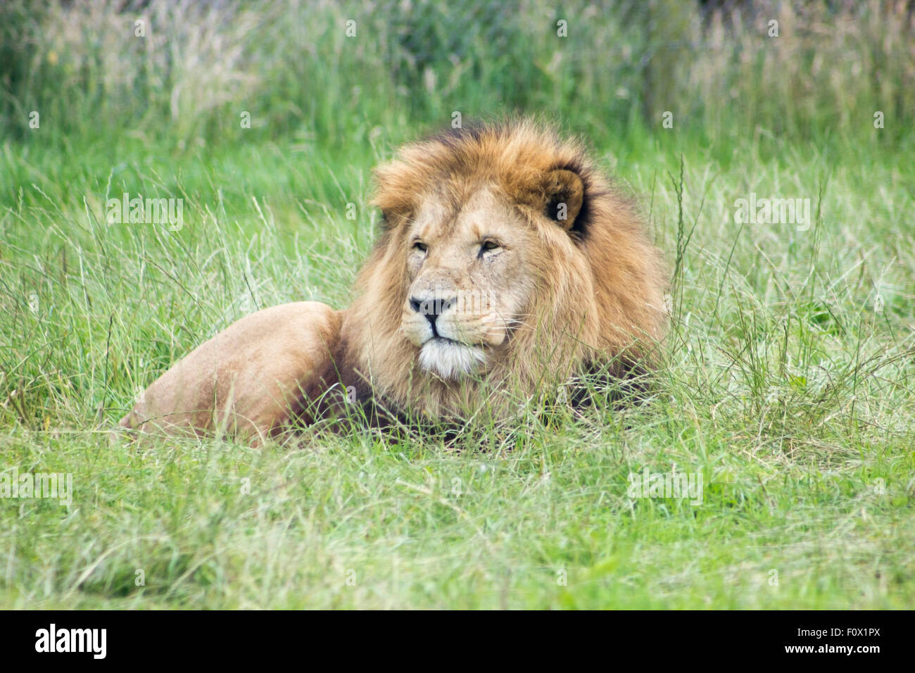 Female lion sitting down in hi-res stock photography and images - Alamy