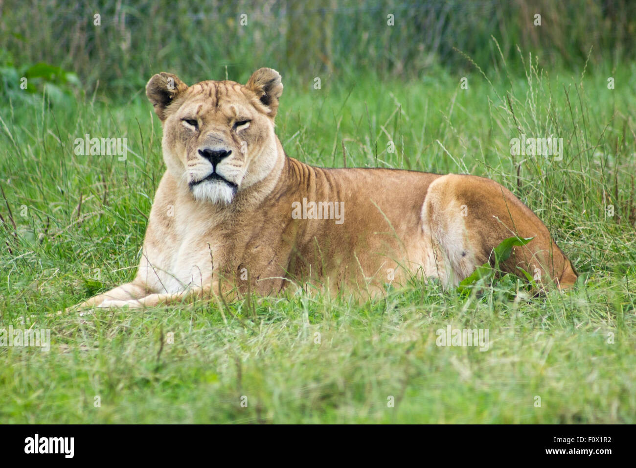 Female Lion Sitting Stock Photos & Female Lion Sitting Stock Images - Alamy
