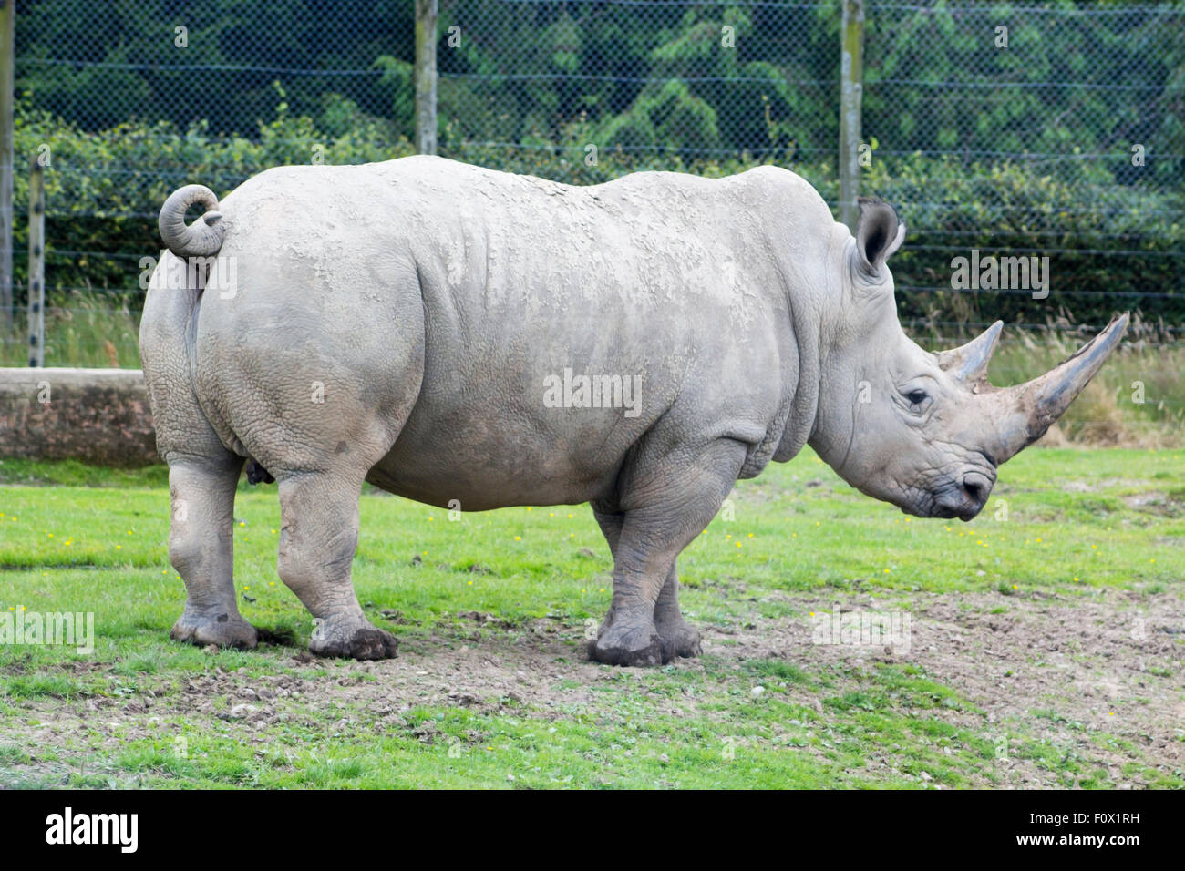 Giant Rhino High Resolution Stock Photography and Images - Alamy