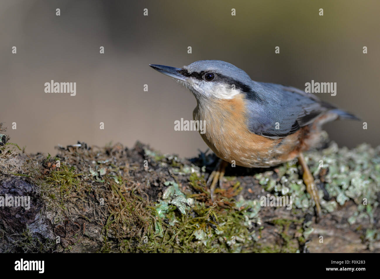 nuthatch, wildlife, nature, wild, animal, sitta, tree, wood, feather ...