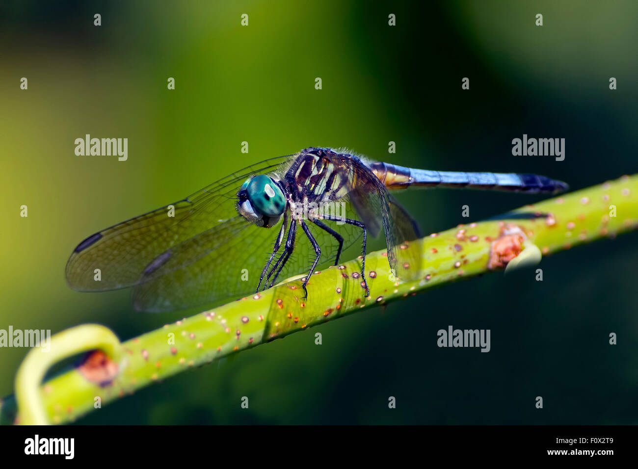 Blue Dasher Dragonfly Stock Photo - Alamy