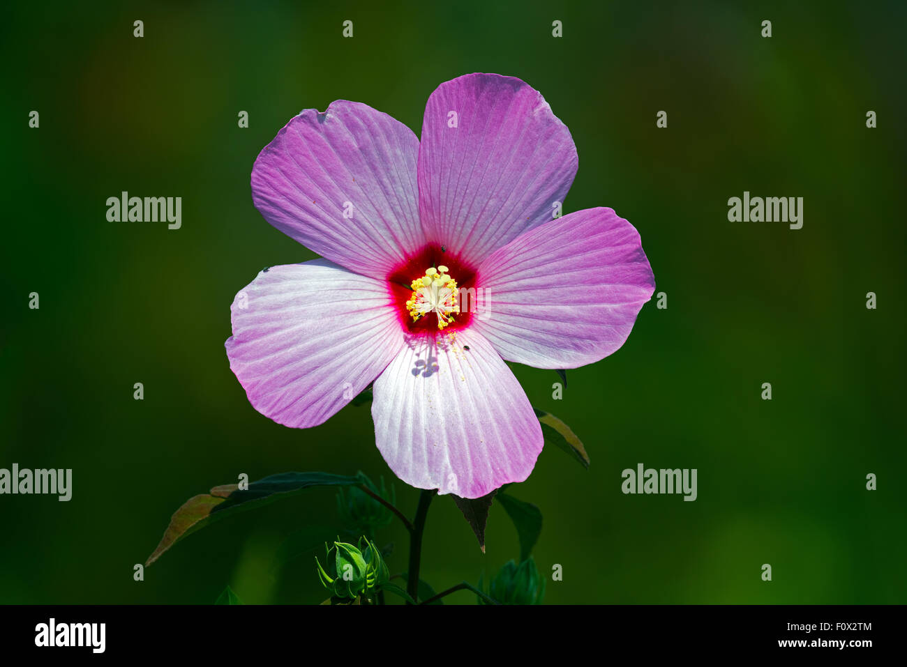 Common marsh mallow althaea officinalis hi-res stock photography and ...