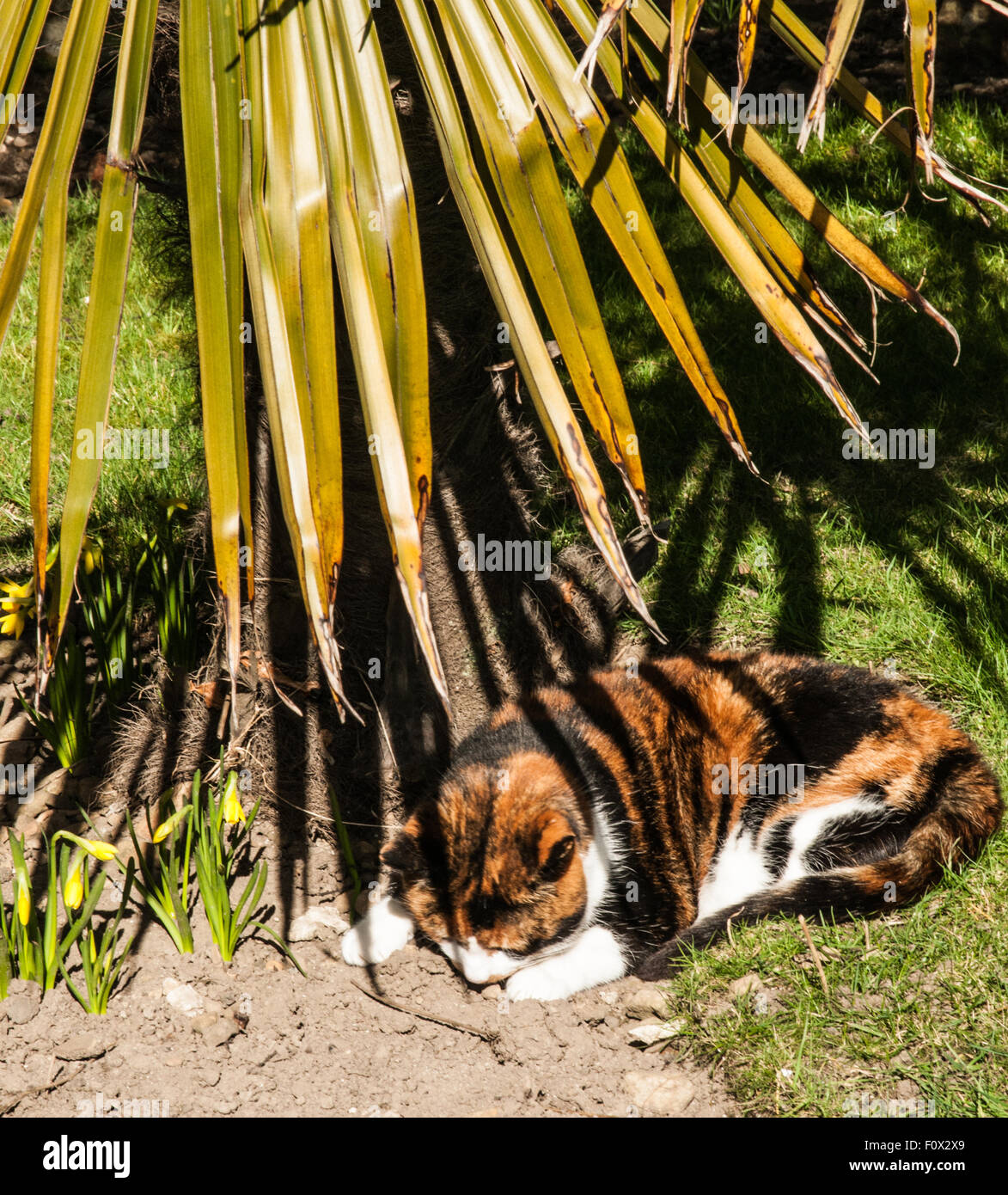 Relaxing feline hi-res stock photography and images - Alamy