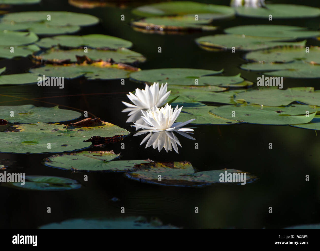 Soft lilies hi-res stock photography and images - Alamy