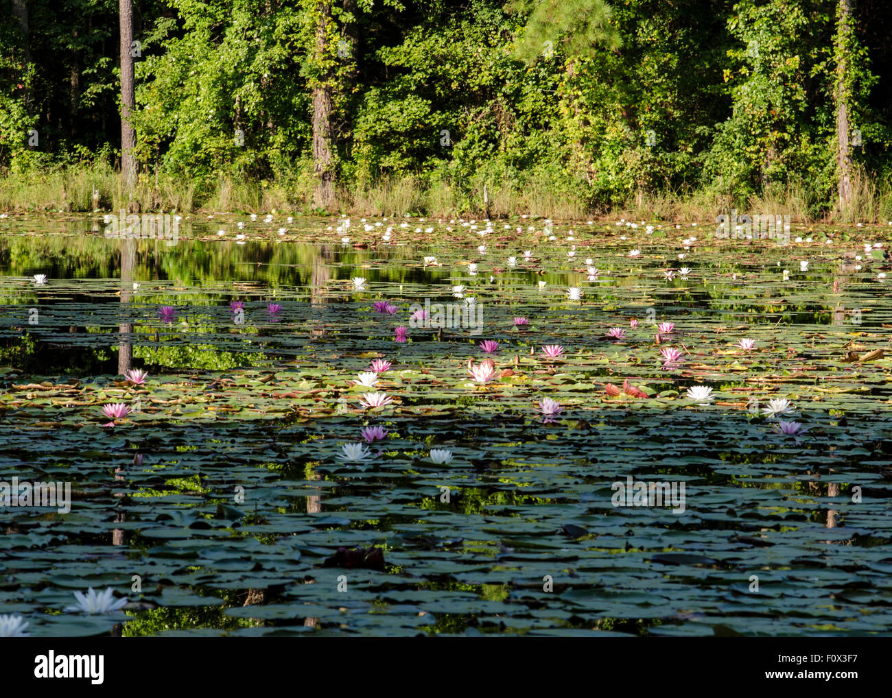 Soft lilies hi-res stock photography and images - Alamy