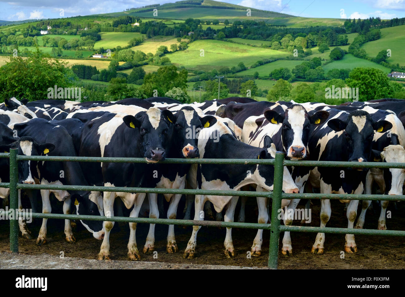 Heifers farm gate hi-res stock photography and images - Alamy