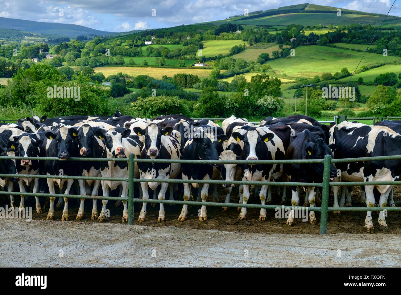 Small dairy cattle hi-res stock photography and images - Alamy