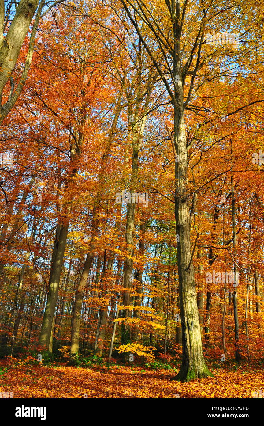 Beautiful colors of autumn Stock Photo - Alamy