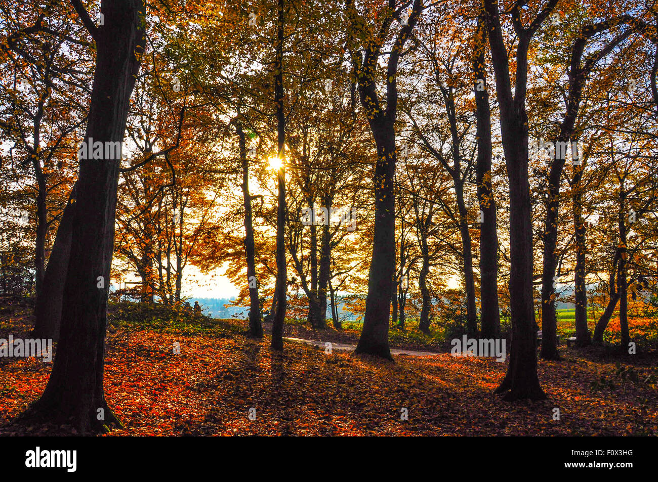 Serene german woods hi-res stock photography and images - Alamy