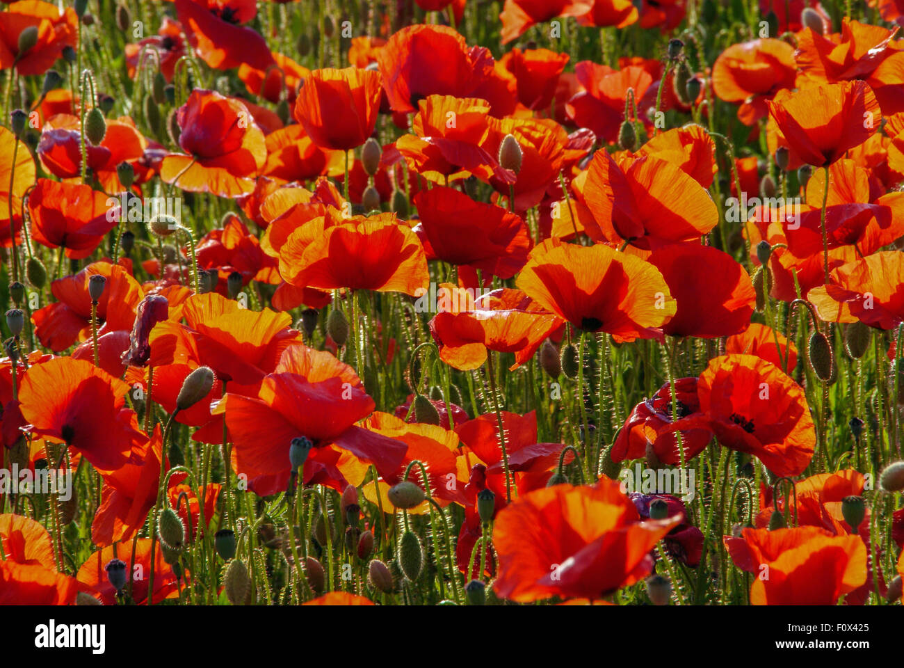 Poppies in close up Stock Photo - Alamy
