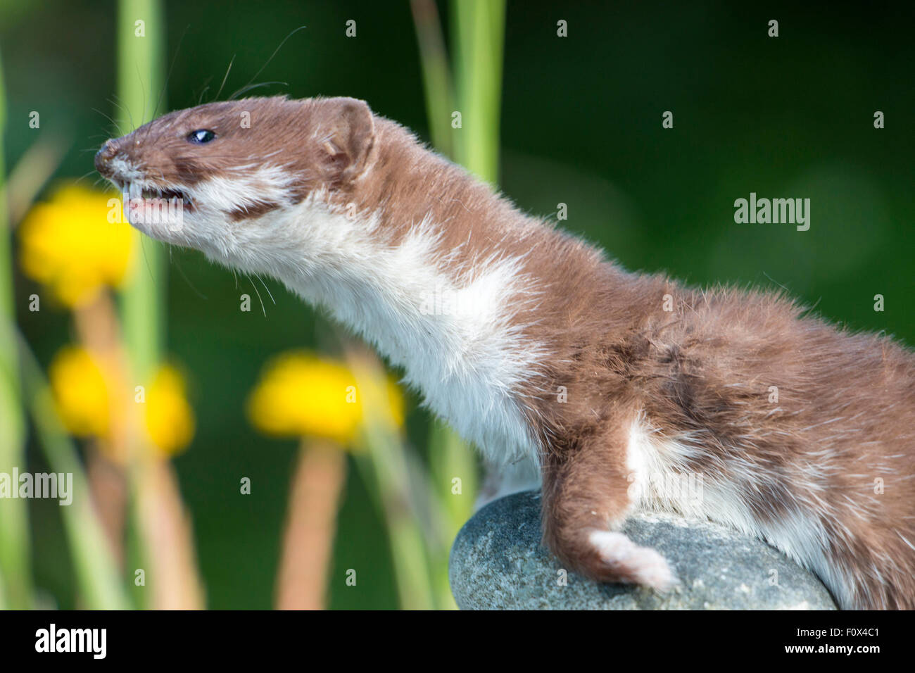 Stoat Weasel Rodent Mammal Ermine Stock Photos & Stoat Weasel Rodent ...