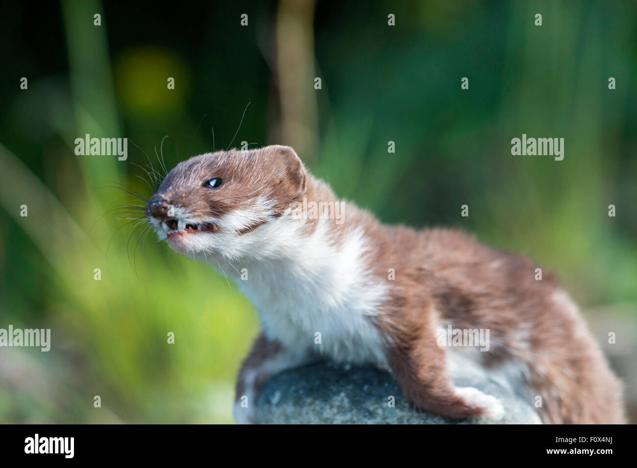 Hermine stoat mustela erminea on hi-res stock photography and images ...