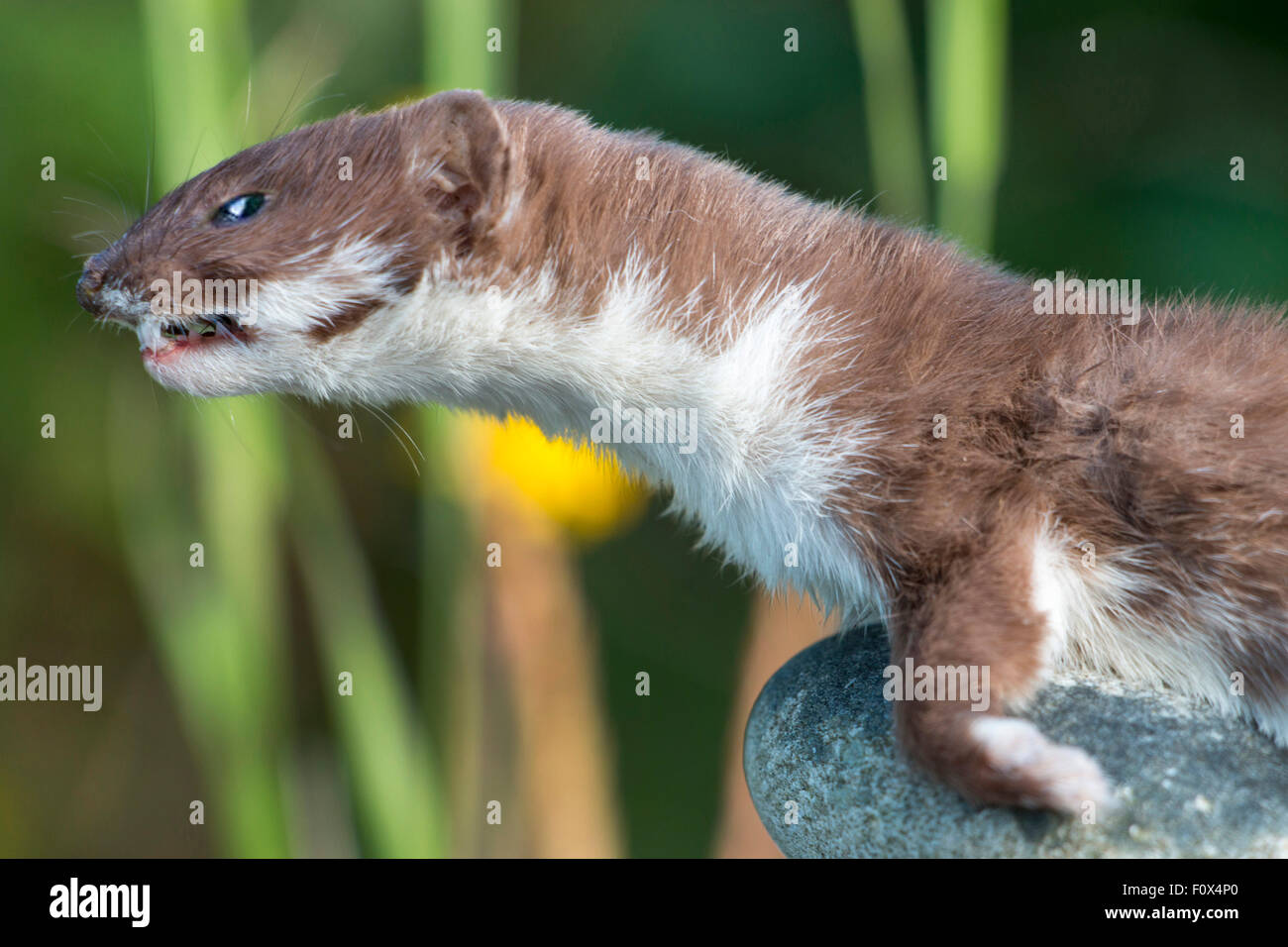 Stoat Weasel Rodent Mammal Ermine Stock Photos & Stoat Weasel Rodent ...